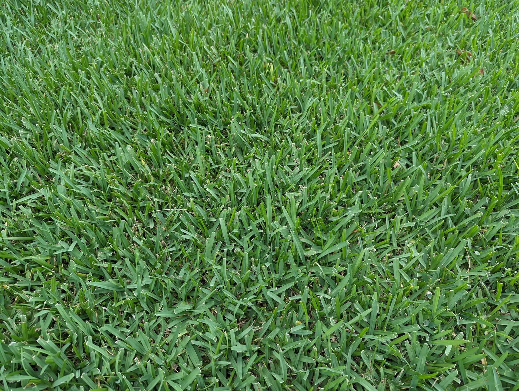 What Is The Easiest Grass To Grow In Central Florida